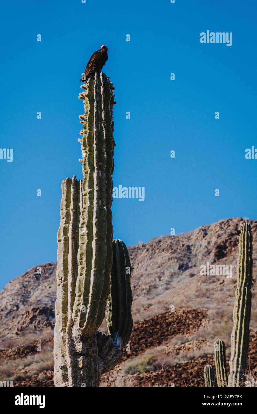 Sitting on cactus hi-res stock photography and images - Alamy