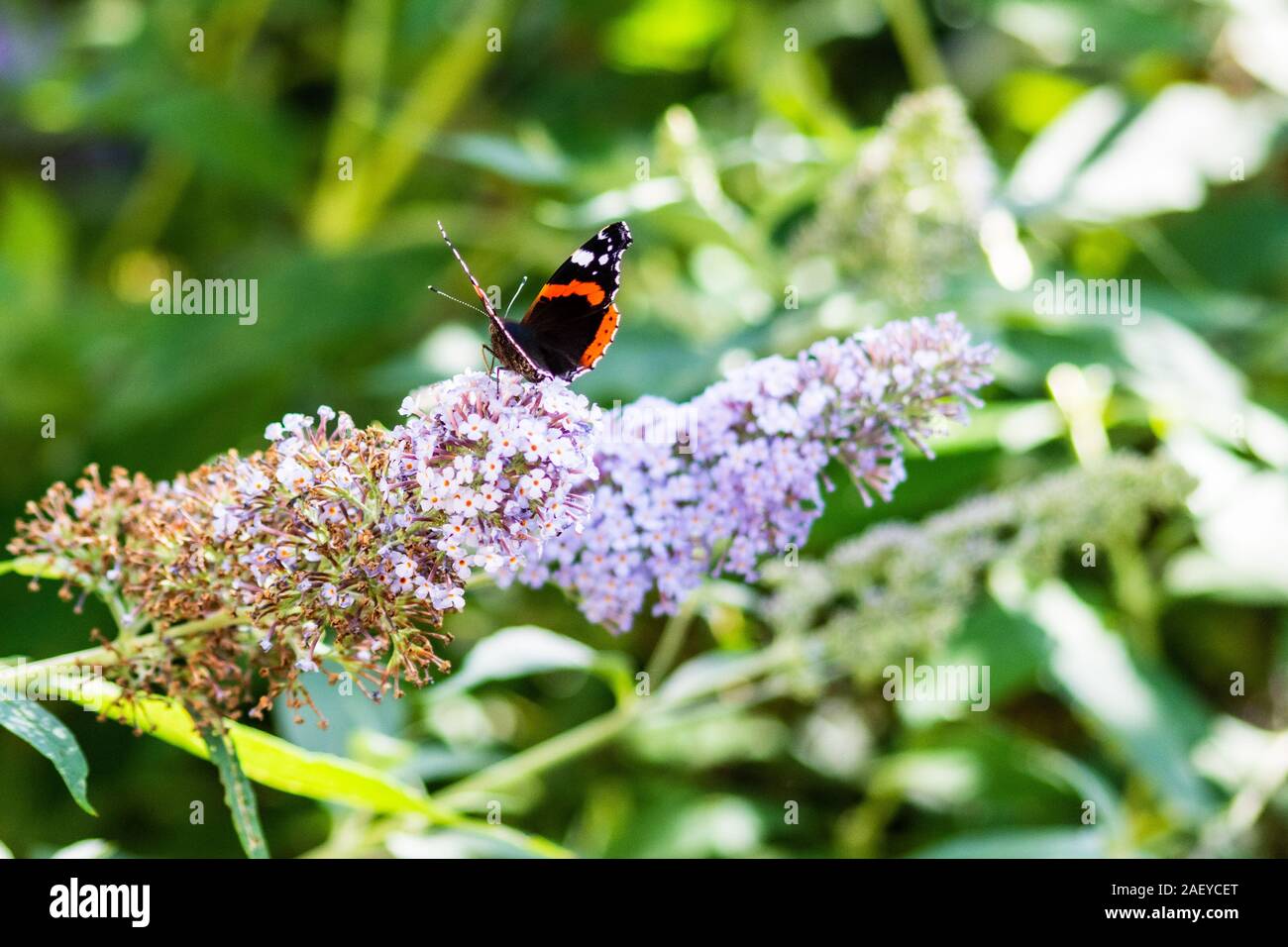 Butterfly bus hi-res stock photography and images - Alamy