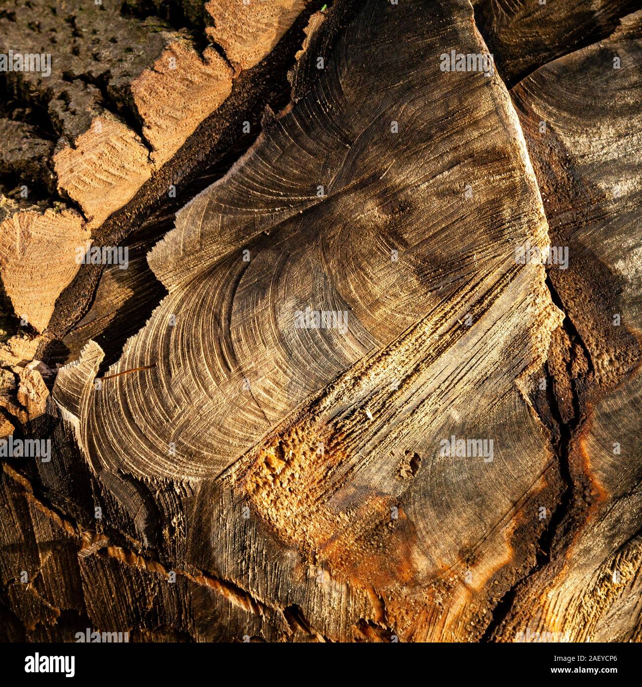 Stump detail hi-res stock photography and images - Alamy