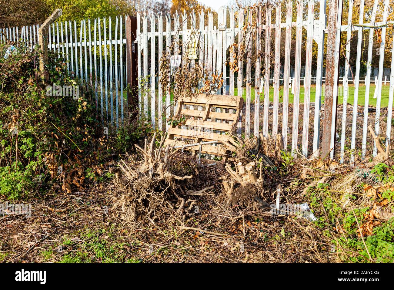 Roots and old pallet by high fence Stock Photo - Alamy