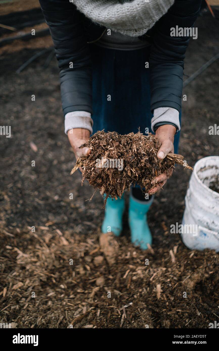 Close up on a woman hands full of mulch Stock Photo - Alamy