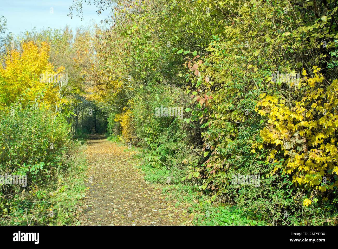 North Cave Wetlands in the Autumn Stock Photo - Alamy