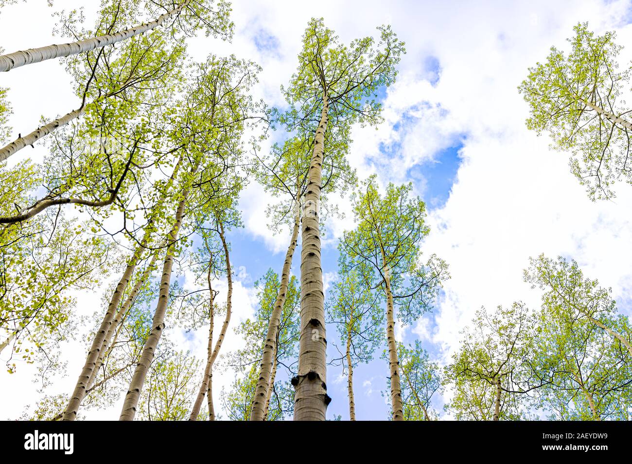 Scenic aspen grove hi-res stock photography and images - Alamy