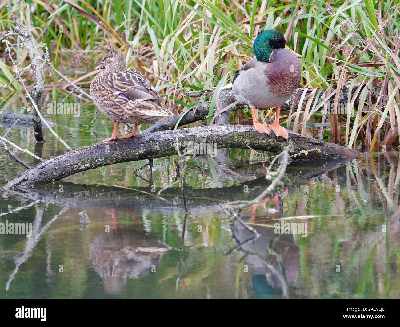 Mallard Ducks Perching Stock Photo - Alamy