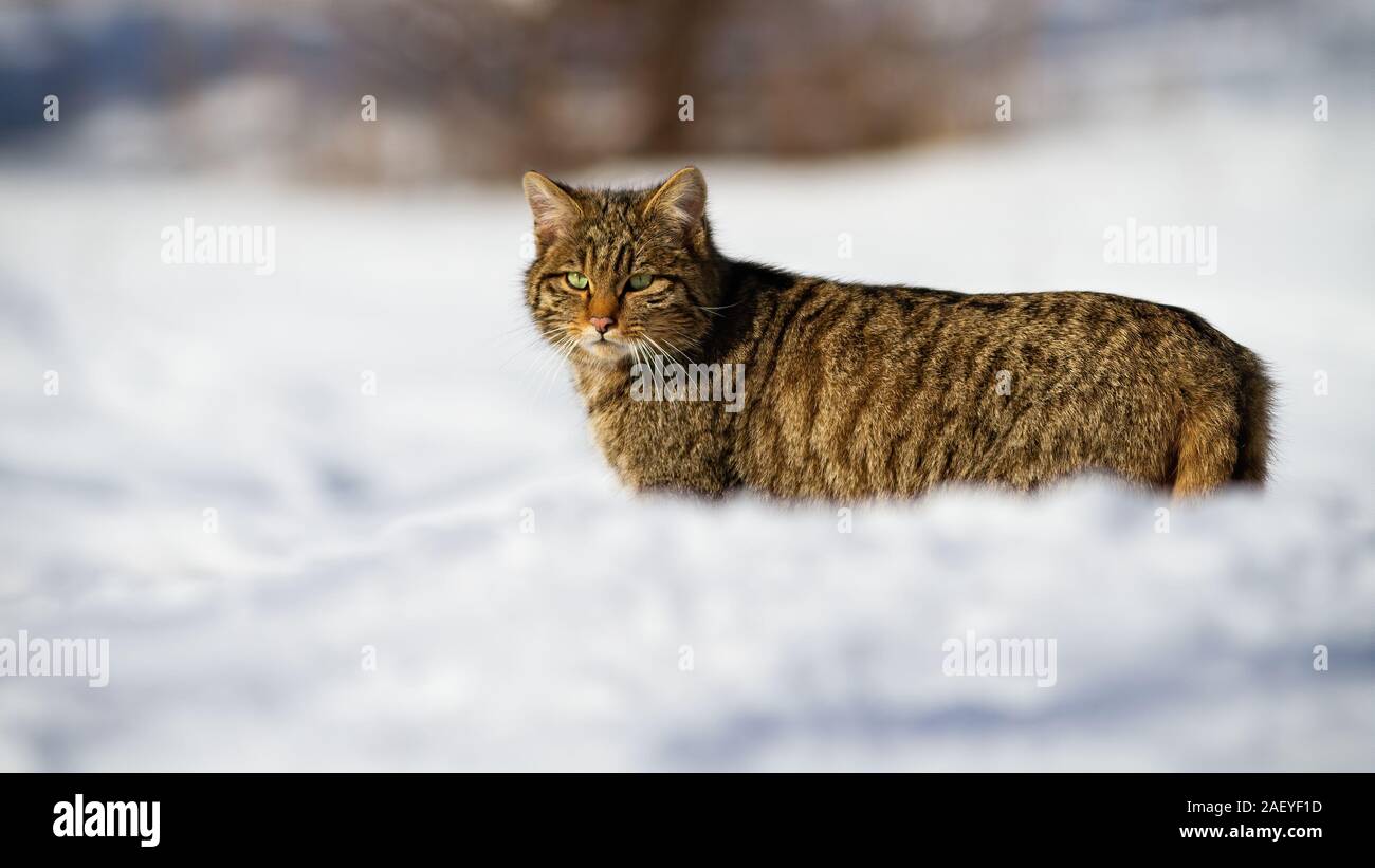 A cute european wildcat observing the snowy landscape Stock Photo - Alamy