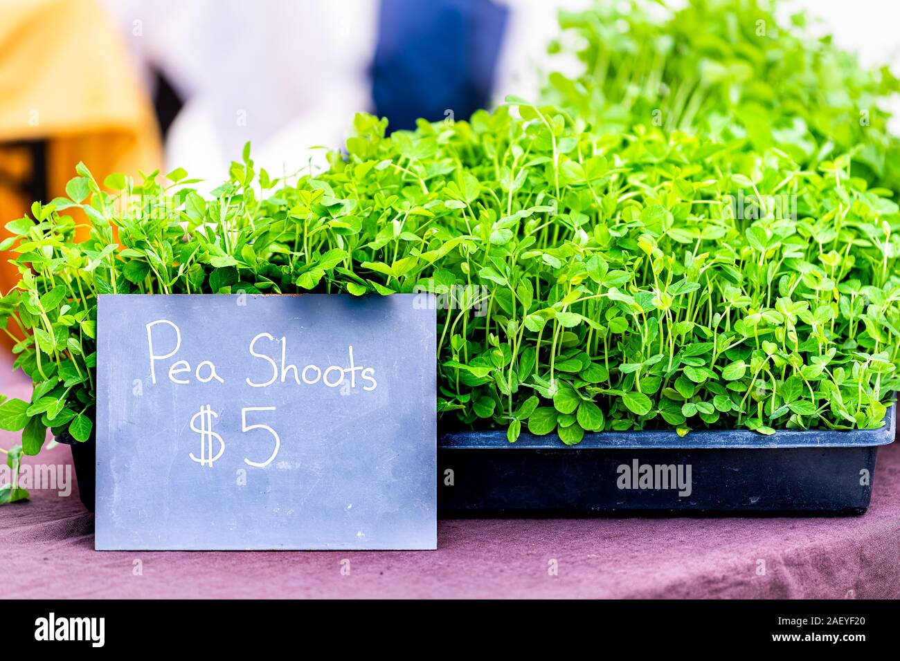 Vendor selling fresh groceries green pea shoots with price on counter ...