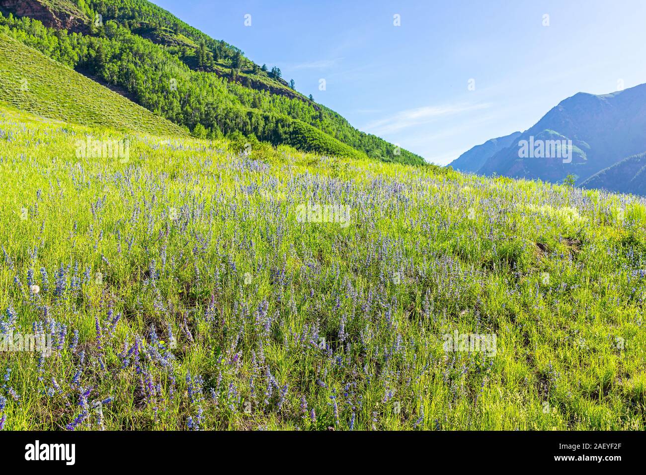 Meadow field of many blue purple lupine flowers wildflowers in Maroon ...