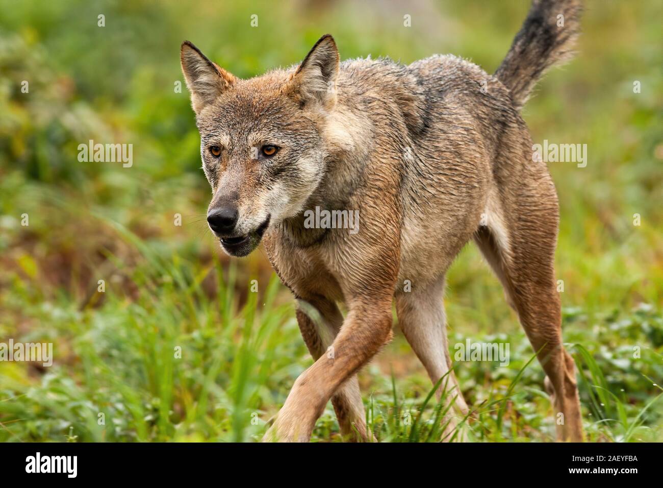 Grey wolf tail up hi-res stock photography and images - Alamy