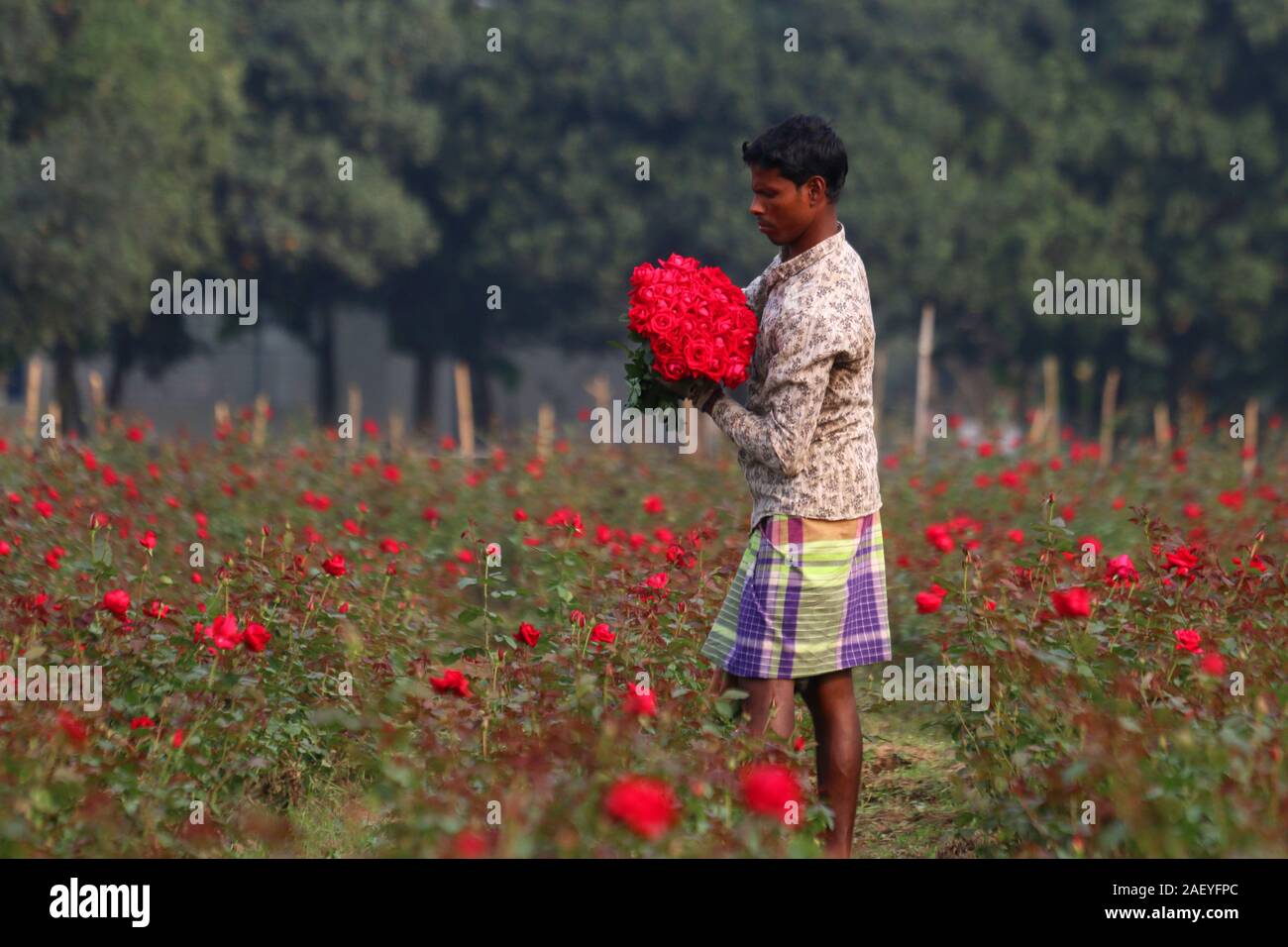 A farmer seen cropping roses at Savar, a small village near in Dhaka ...