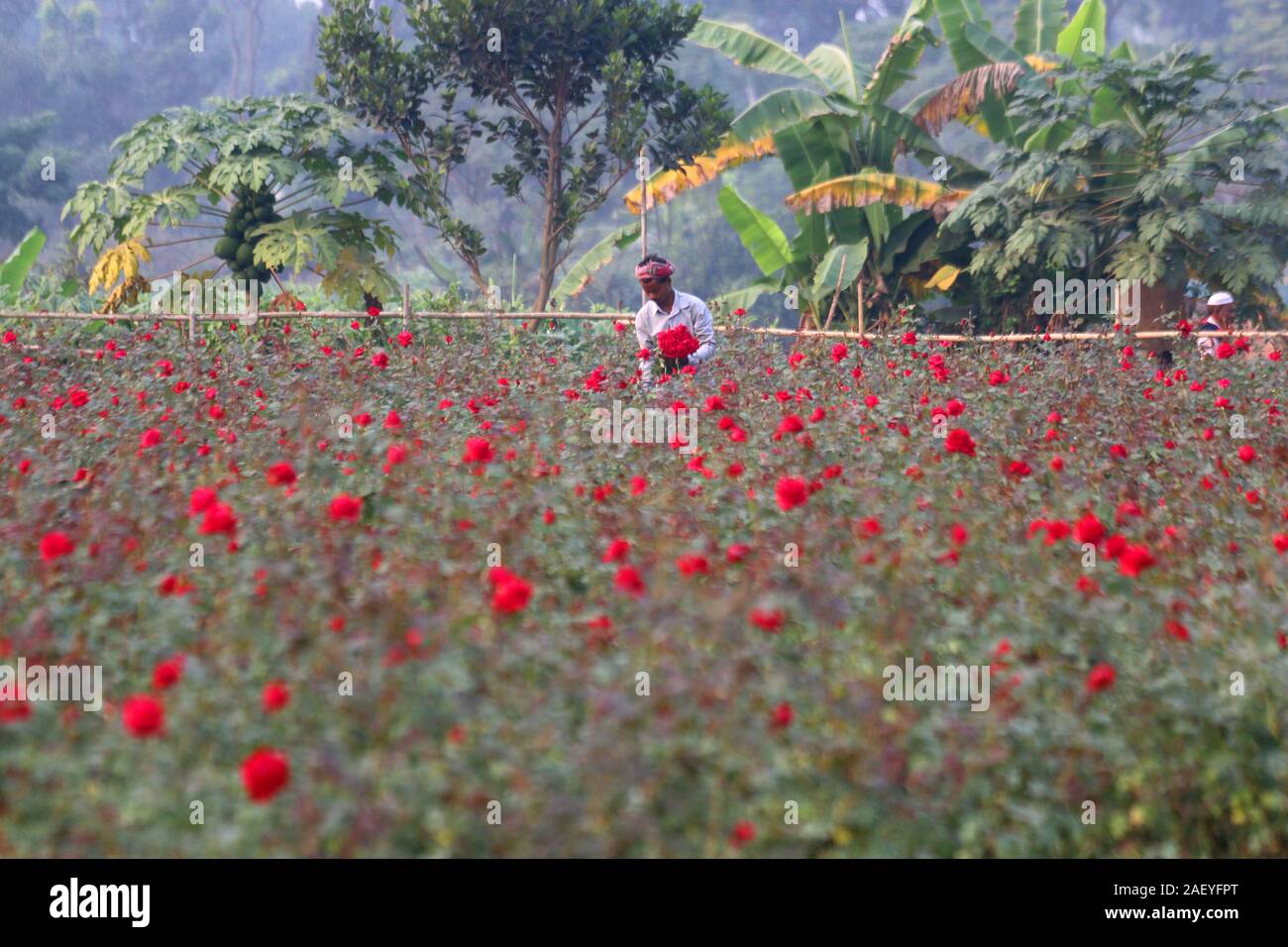 Flowers of bangladesh hi-res stock photography and images - Alamy