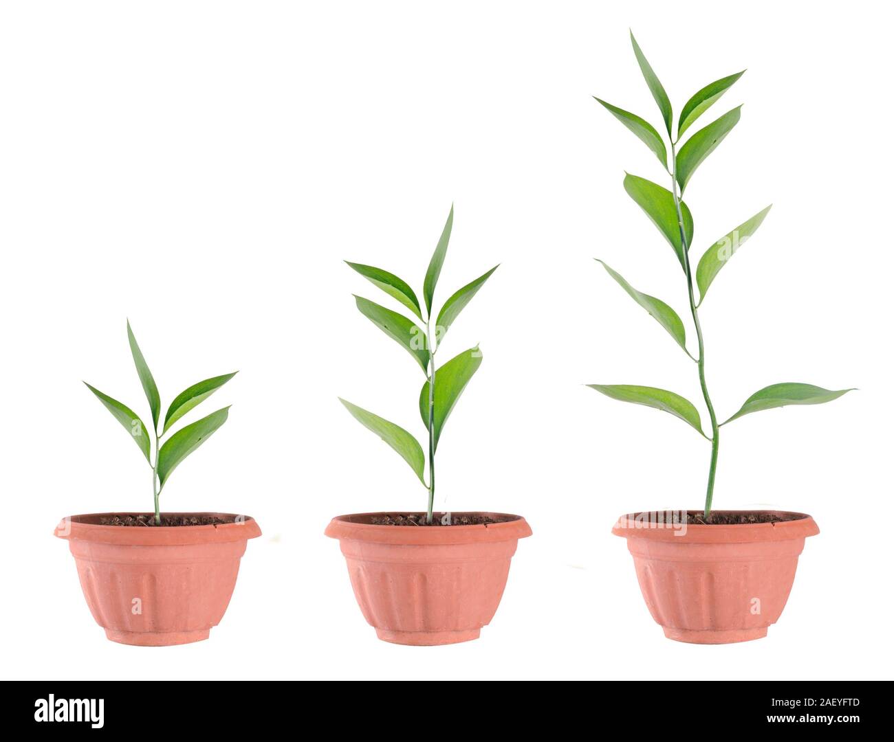 Three plants in soil Stock Photo - Alamy