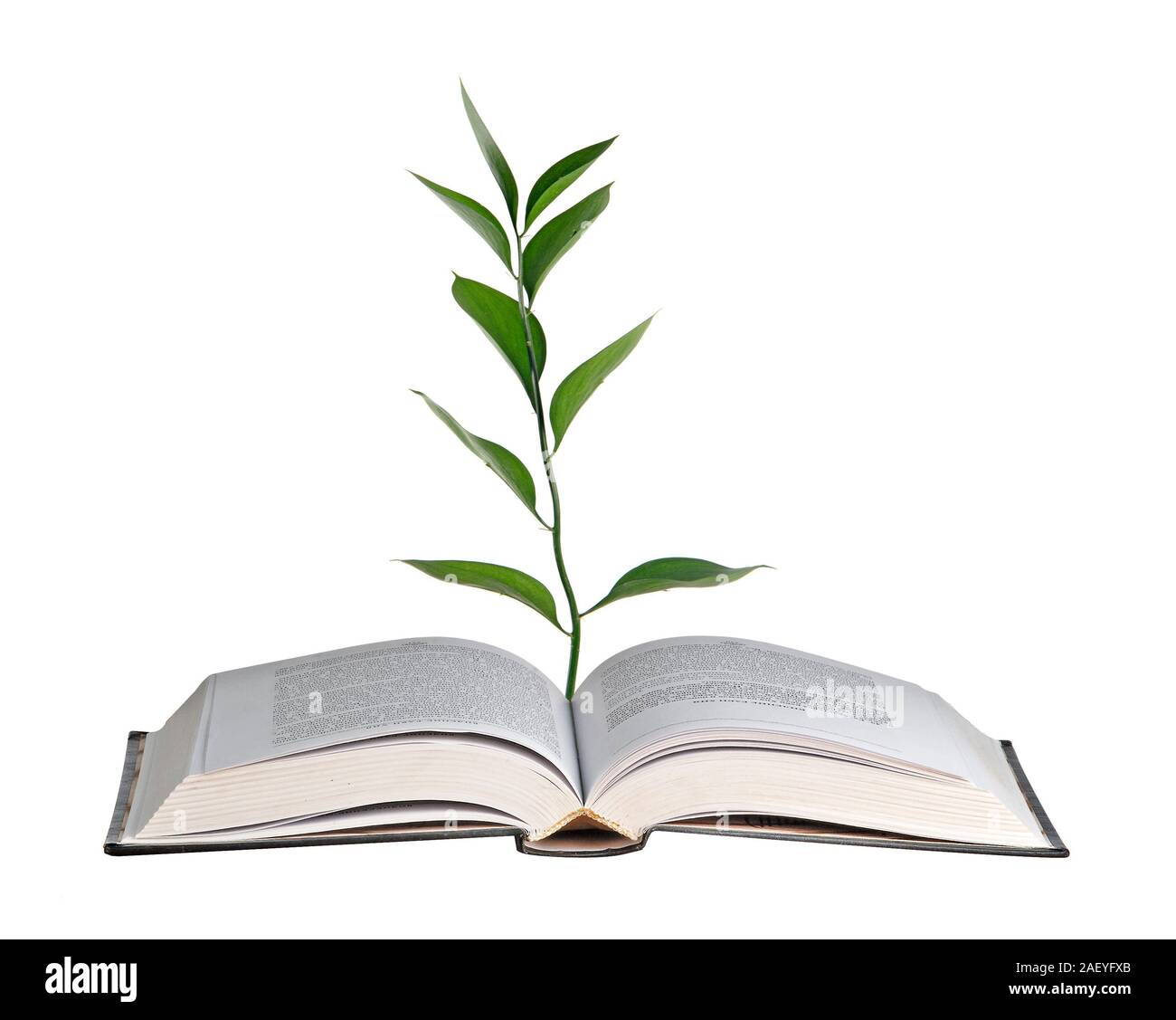 Plant growing from open book Stock Photo - Alamy
