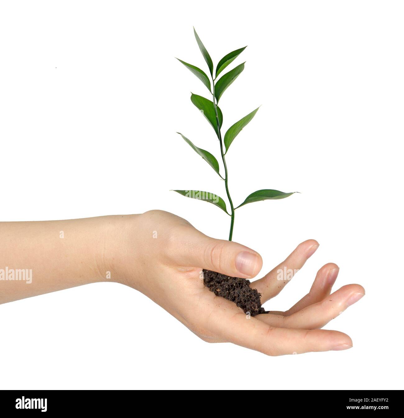 Sapling in hands Stock Photo - Alamy