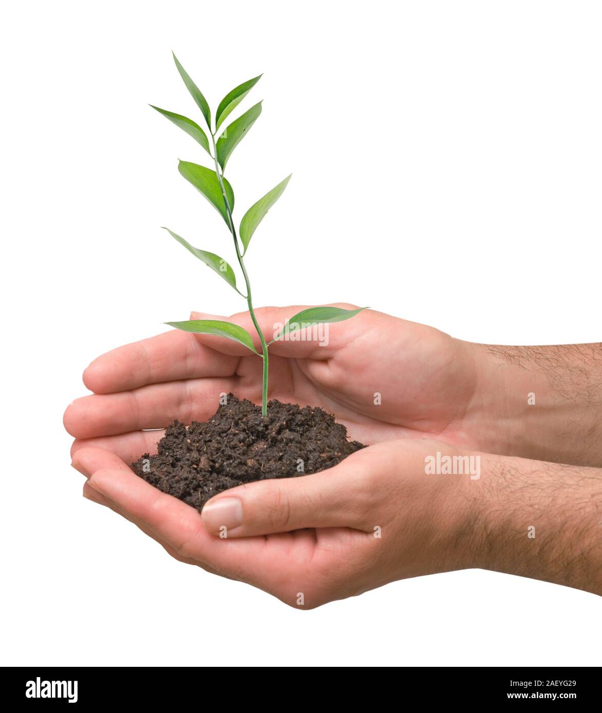 plant in hands Stock Photo - Alamy