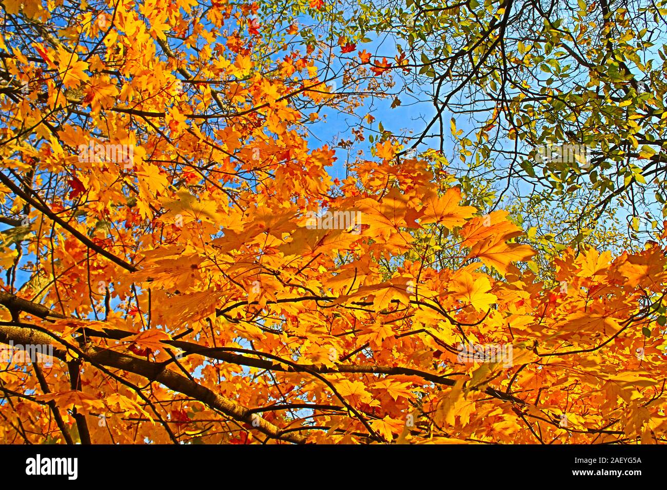 Colorful maple trees in red orange yellow green leaves against clear cloud blue sky background ...