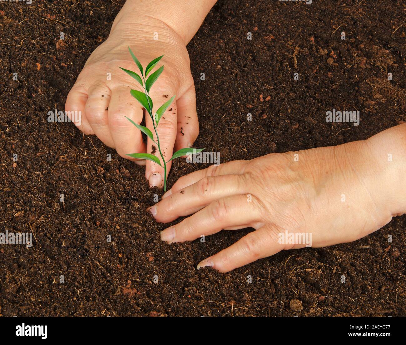 Planting a sapling Stock Photo - Alamy