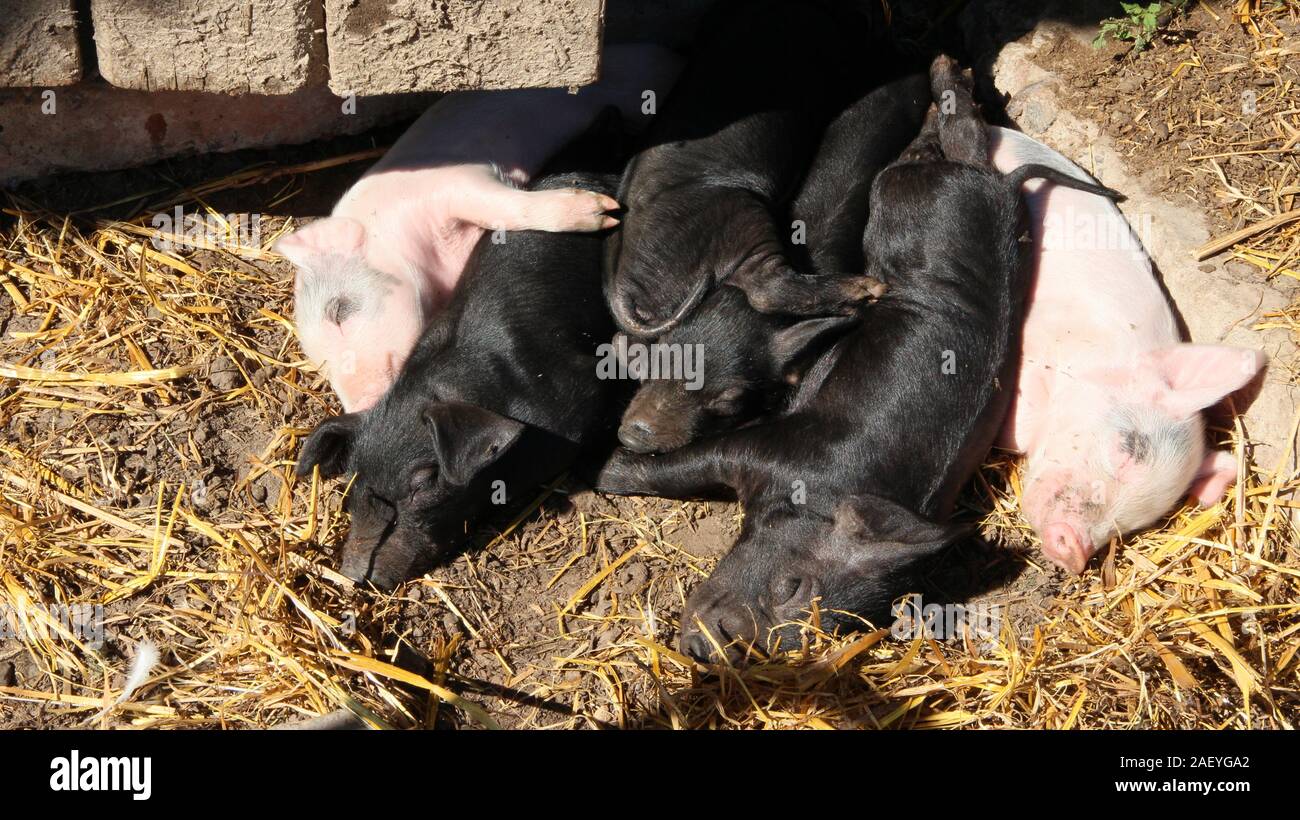Pigs play and sleep on yard of farm. Pink piglets bask in sun and sleep ...