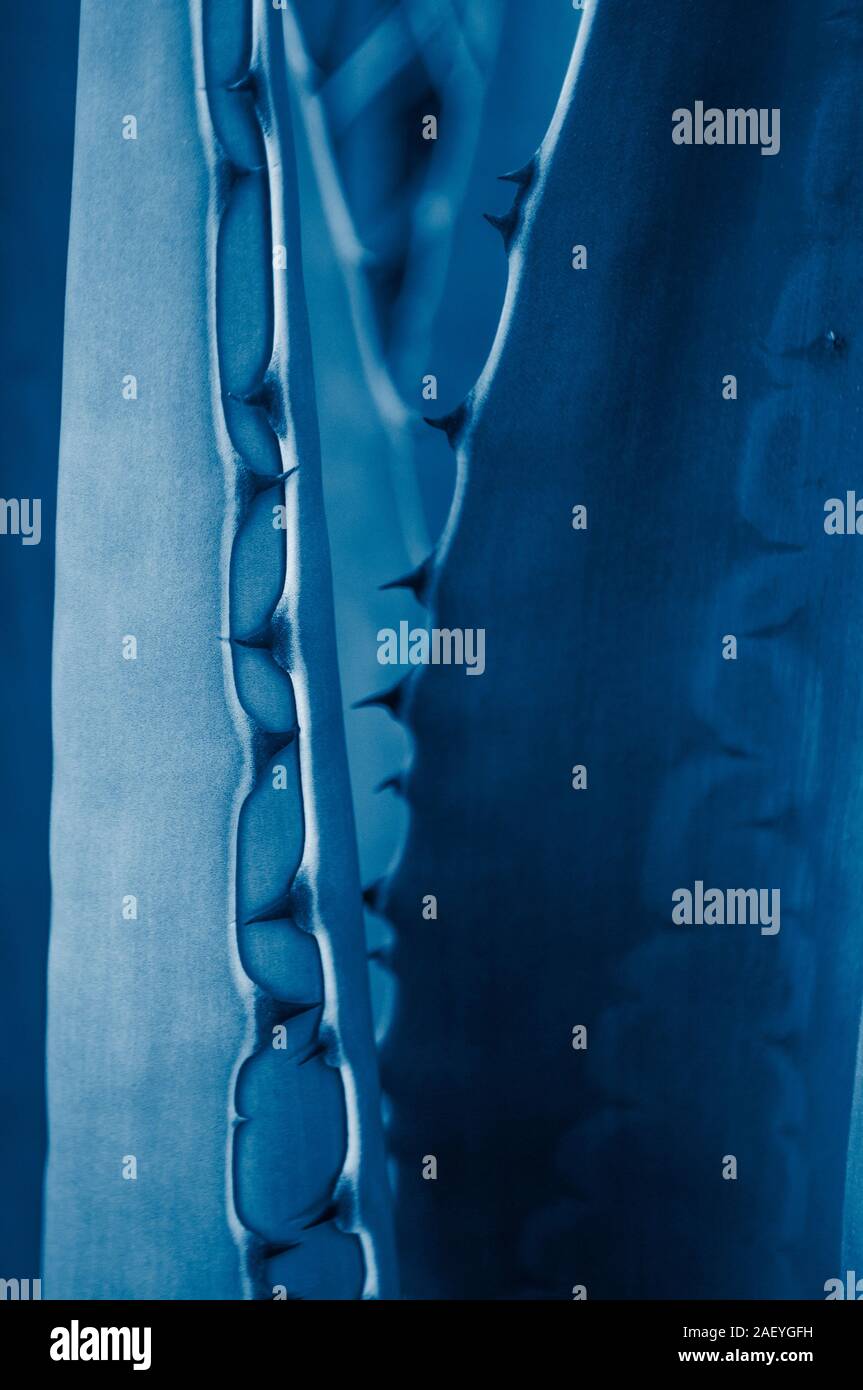Close up yucca leaves with thorns toned in trendy blue color. 2020 ...