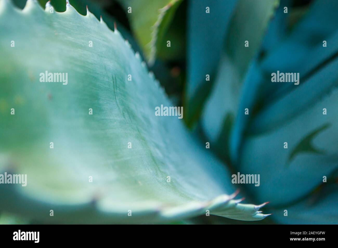 Close up yucca leaves with thorns color Stock Photo - Alamy