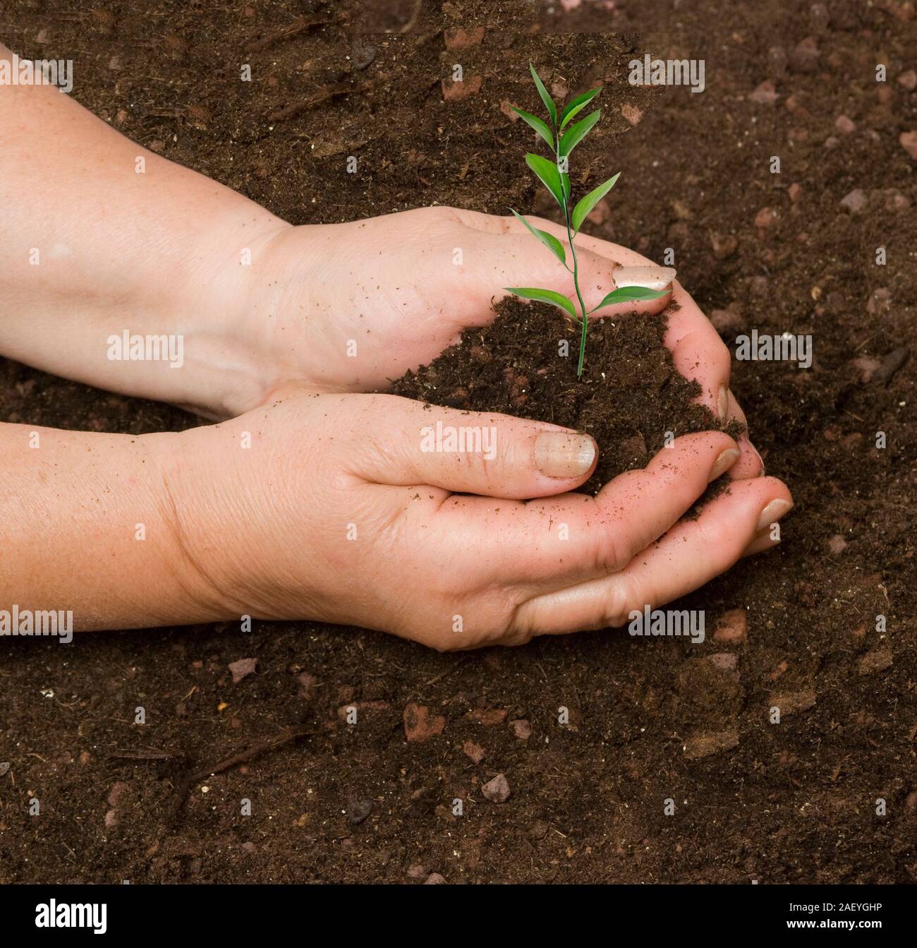 Planting a sapling Stock Photo - Alamy