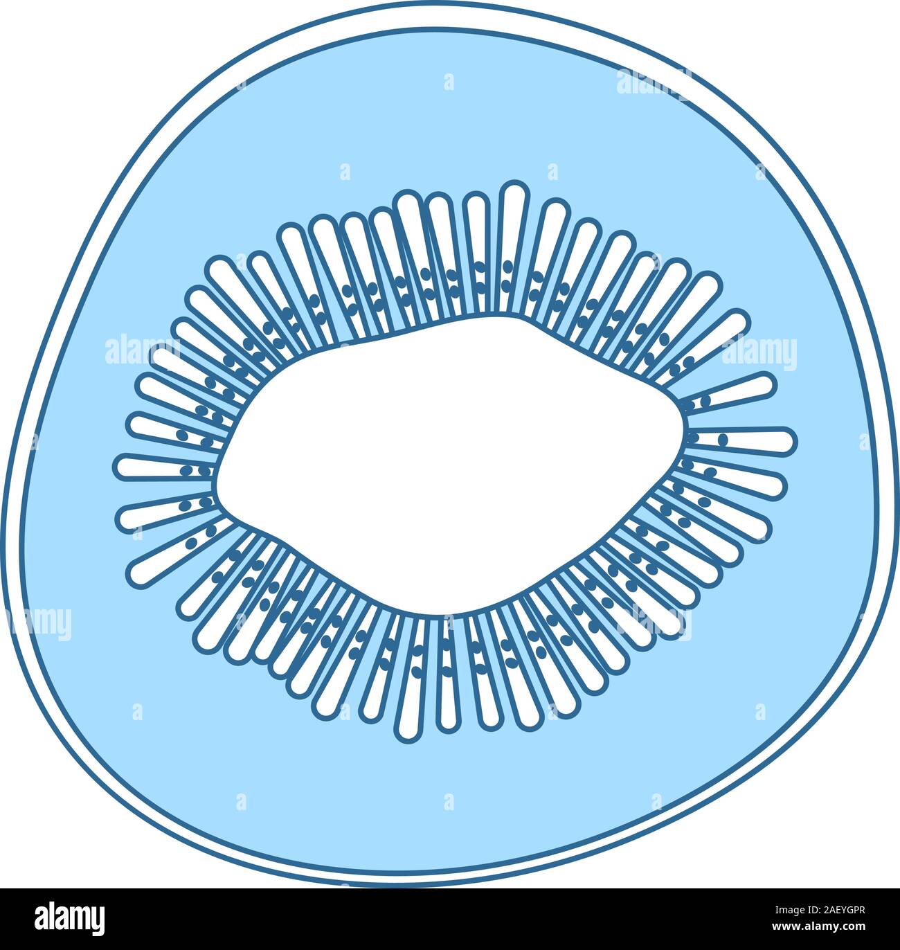 Icon Of Kiwi In Ui Colors. Thin Line With Blue Fill Design. Vector ... Icon Of Kiwi In Ui Colors. Thin Line With Blue Fill Design. Vector ...