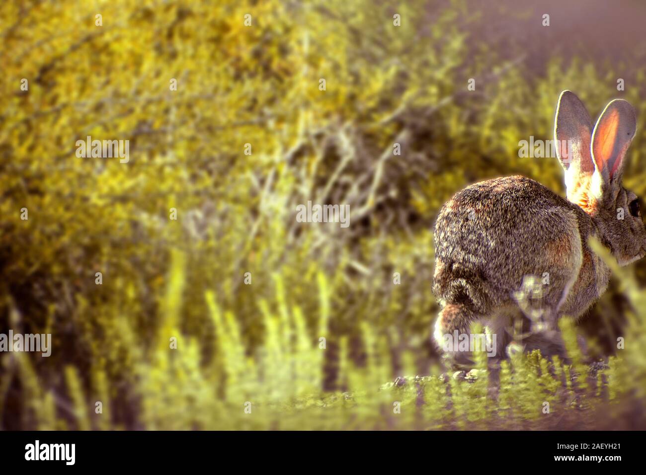 European rabbit scientifically known as Oryctolagus cuniculus running ...