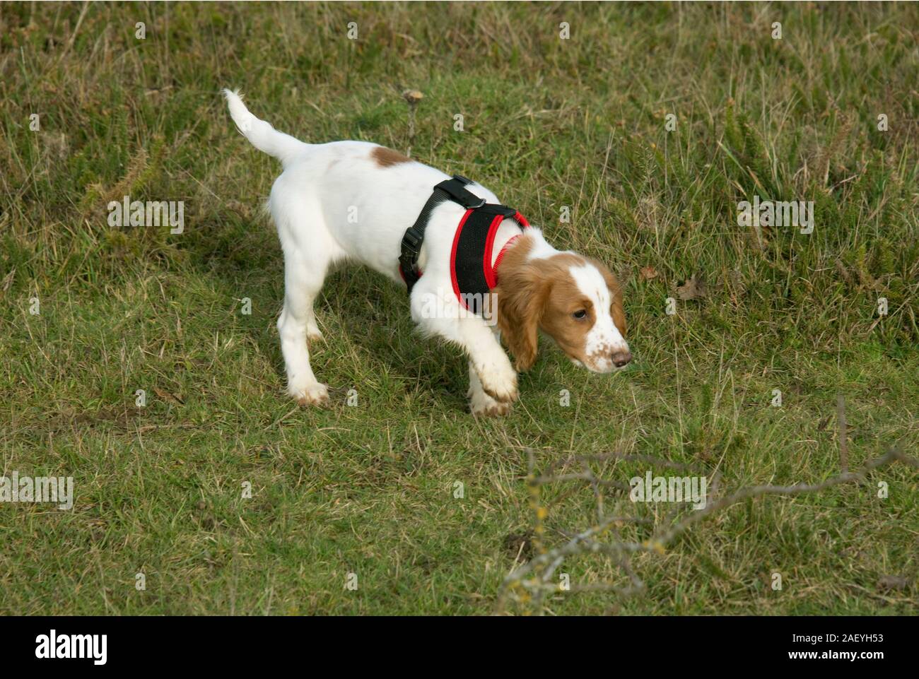 Working cocker spaniel puppy, 3 months old, instinctively following ...
