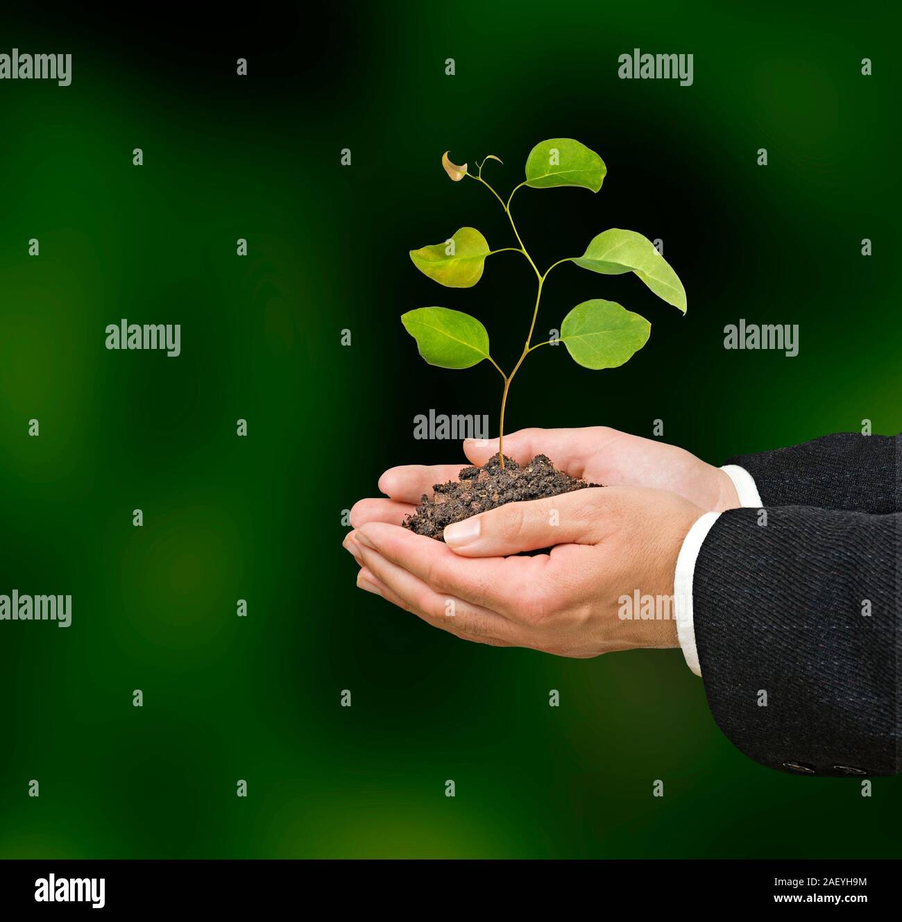 Sapling in hands Stock Photo - Alamy