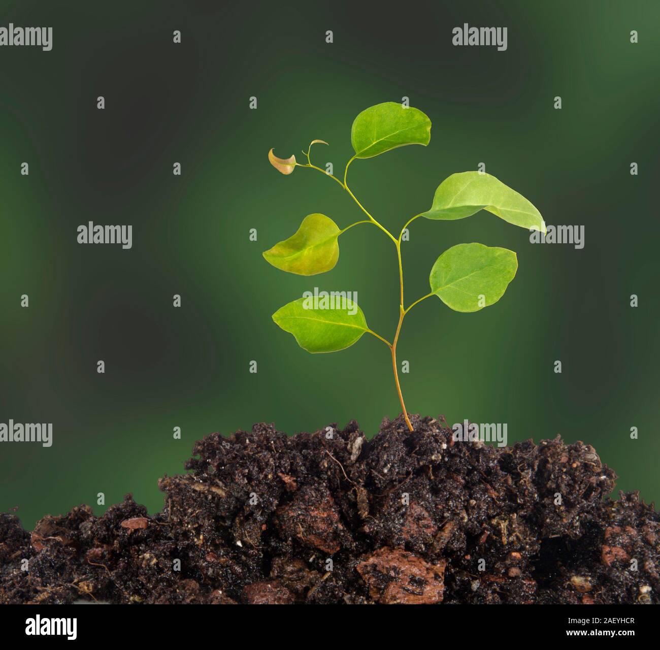 Sapling botany biology hi-res stock photography and images - Alamy