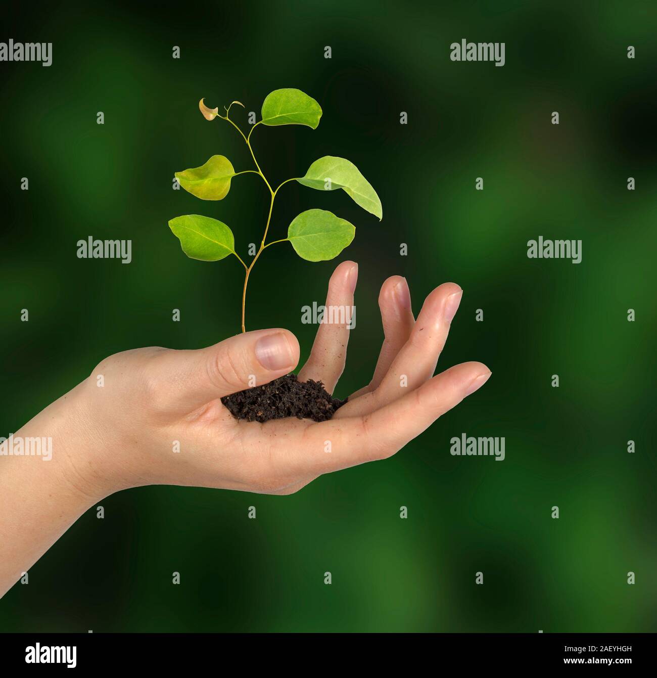 sapling in hand Stock Photo - Alamy