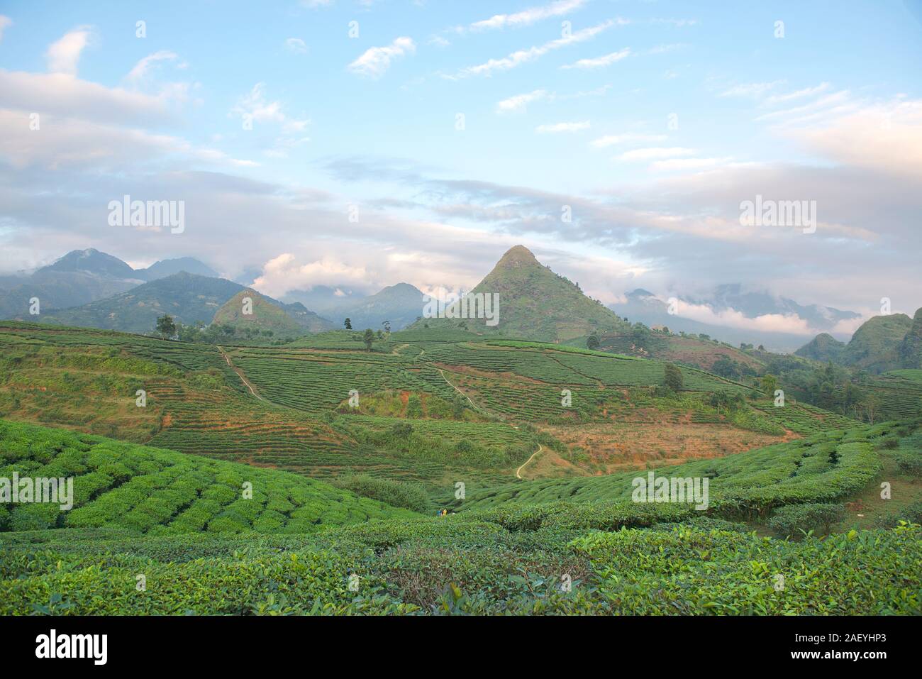 Green tea terrace fields in Moc Chau, Northwest of Vietnam Stock Photo ...