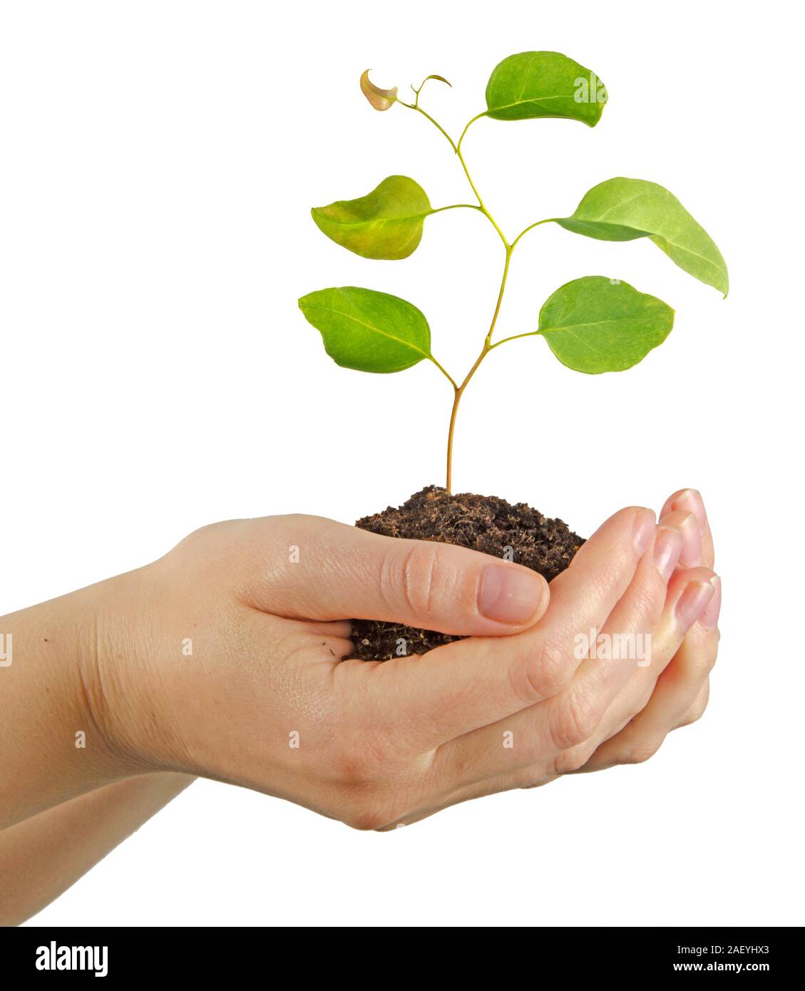 Sapling in hands Stock Photo - Alamy