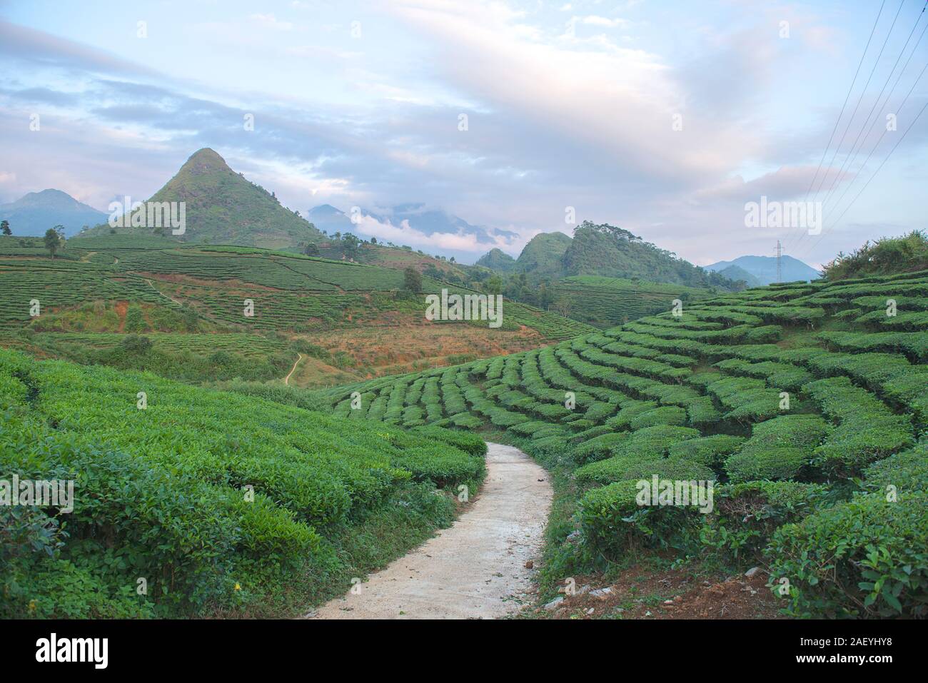 Green tea terrace fields in Moc Chau, Northwest of Vietnam Stock Photo ...