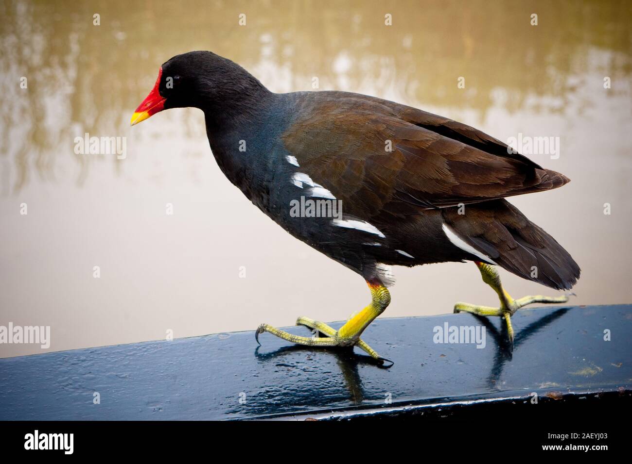 Gunnel hi-res stock photography and images - Alamy