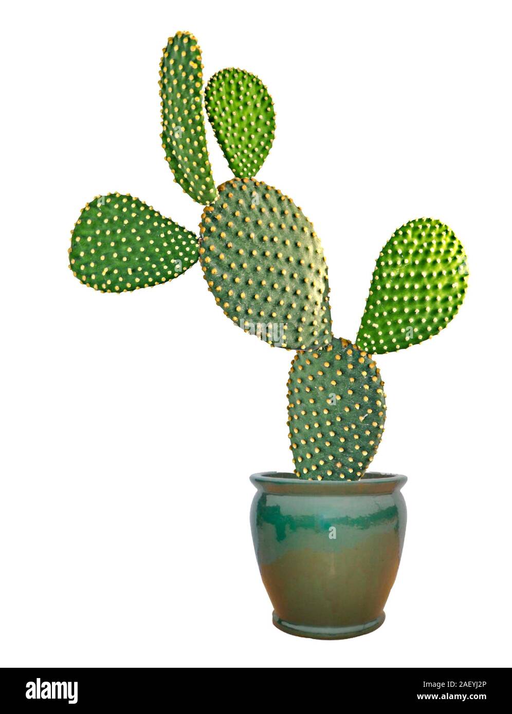 cactus isolated on white background Stock Photo - Alamy