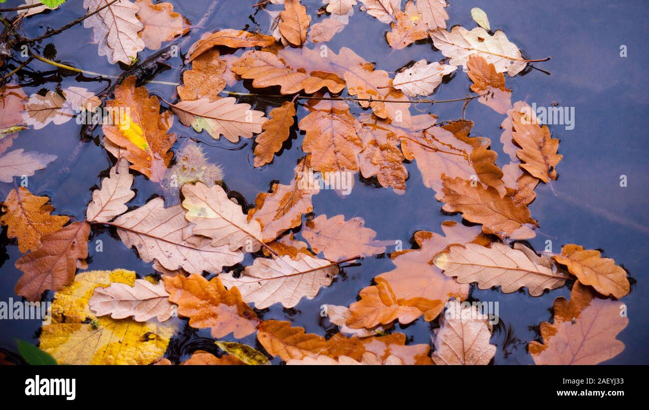 Autumn Leaves Floating in Pond Stock Photo - Alamy