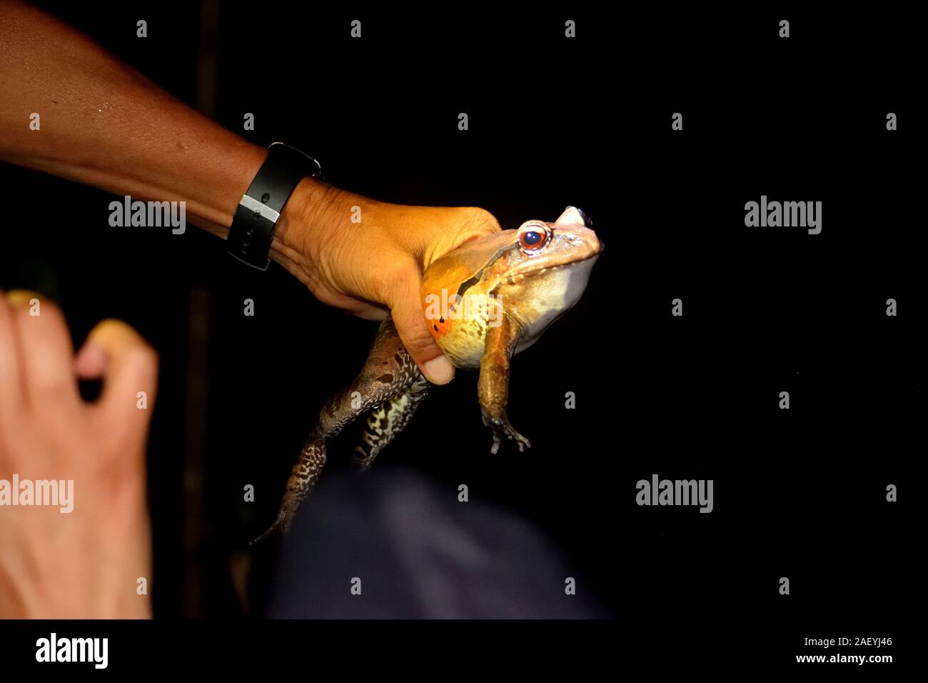 Brazilian tree frog hi-res stock photography and images - Alamy