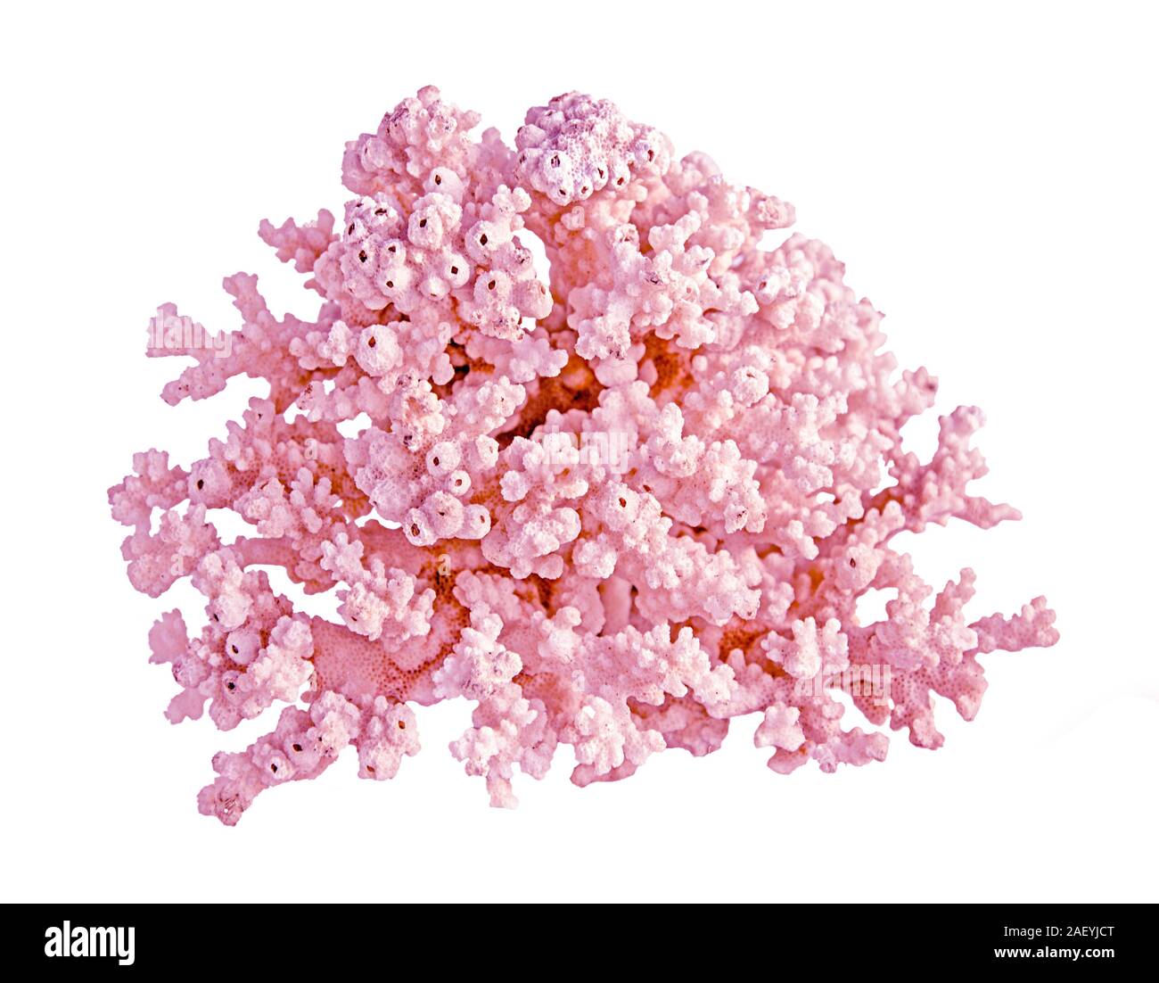 coral isolated on white background Stock Photo - Alamy