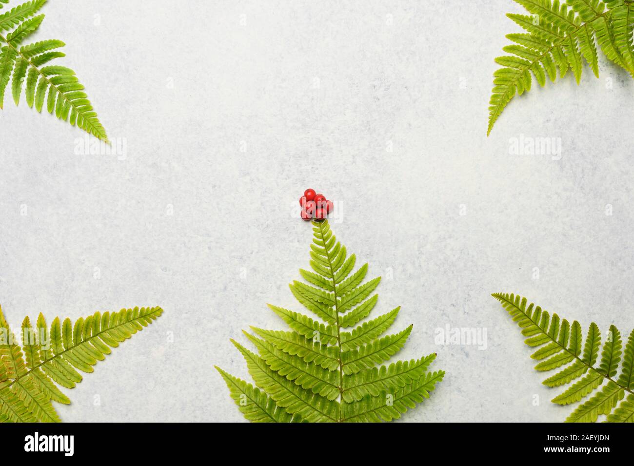 Ferns at the four corners of the frame with center fern topped with a ...