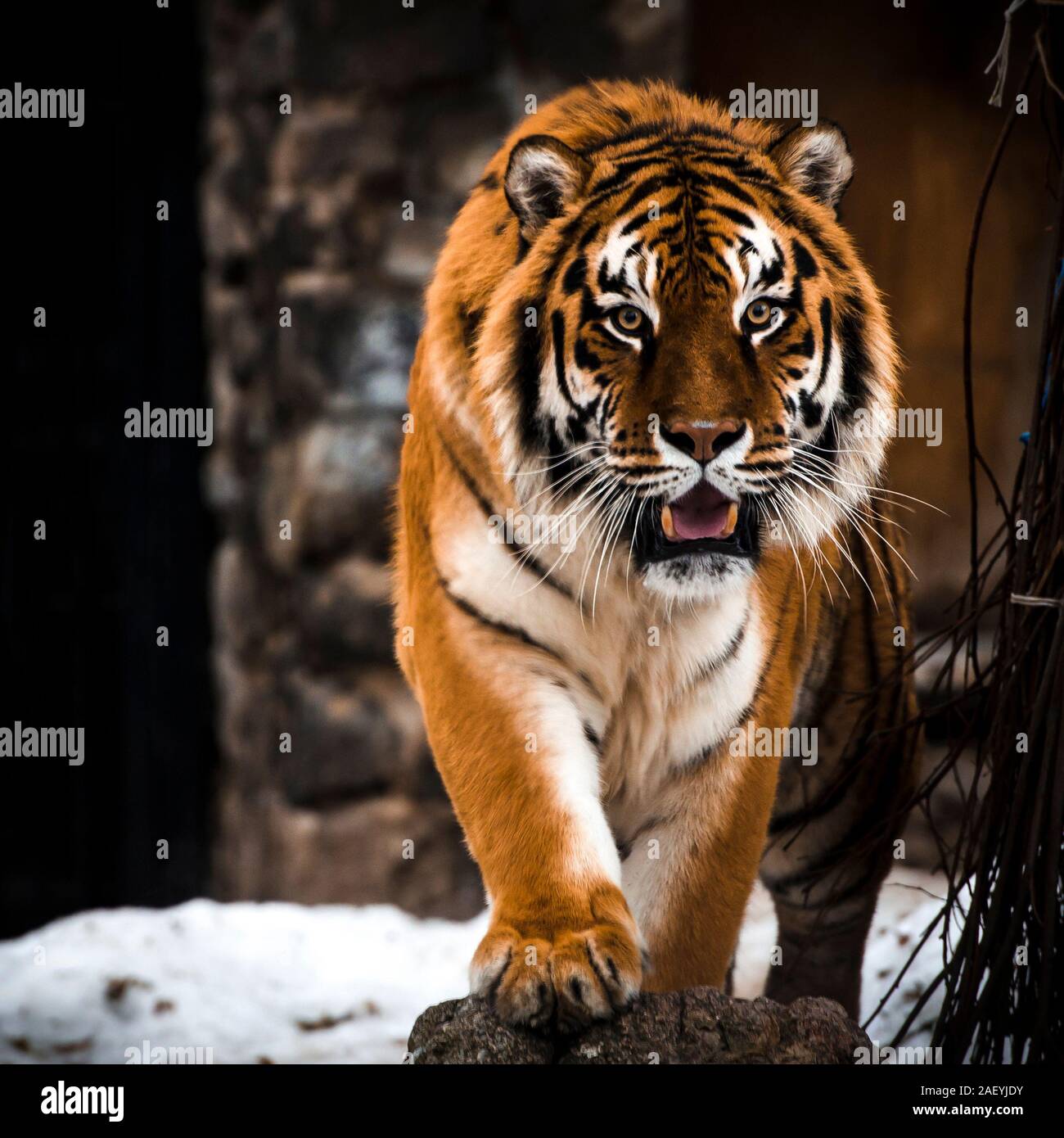 Dangerous tiger hi-res stock photography and images - Alamy