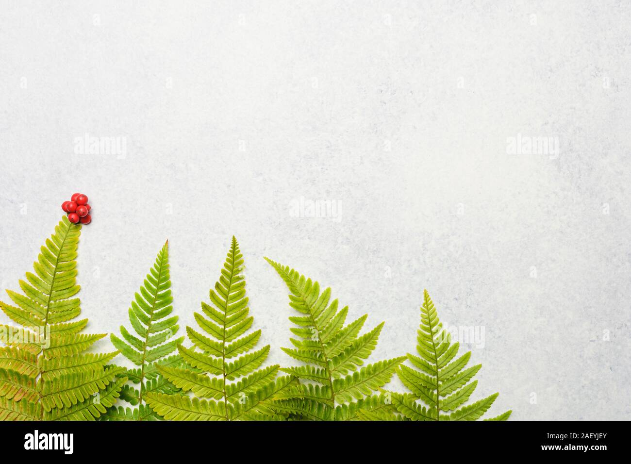 A cascade of ferns lining the bottom of the frame with cluster of ...