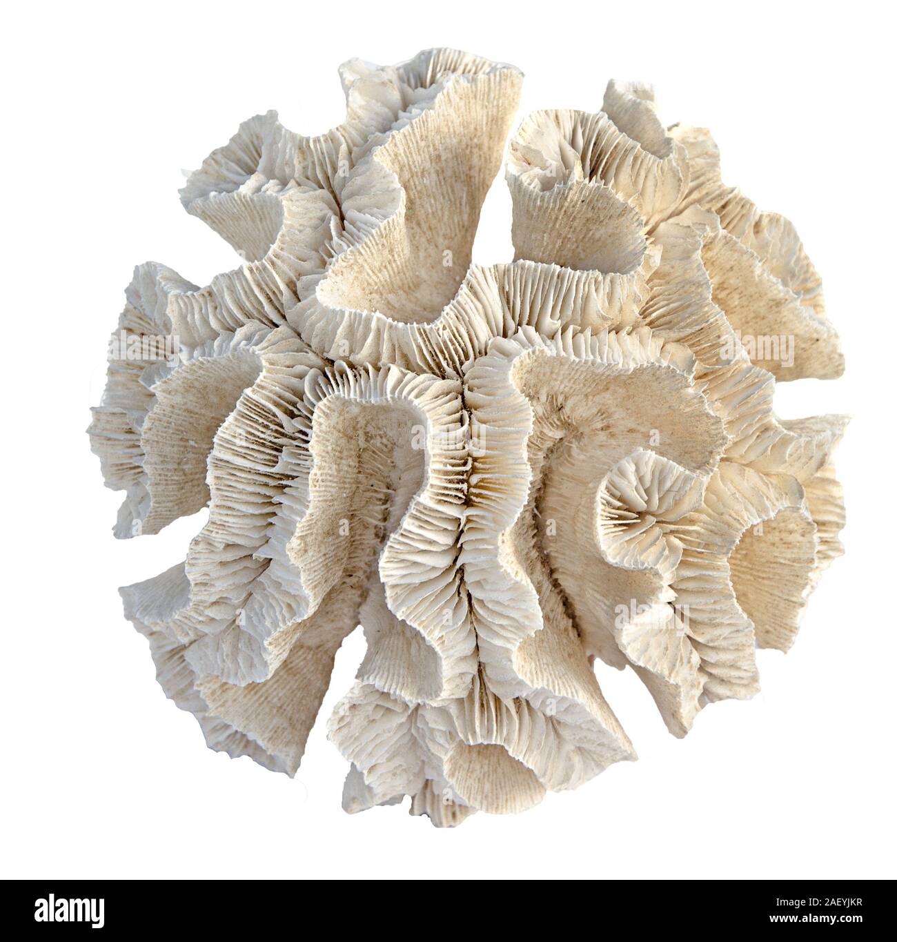 coral on white background Stock Photo - Alamy