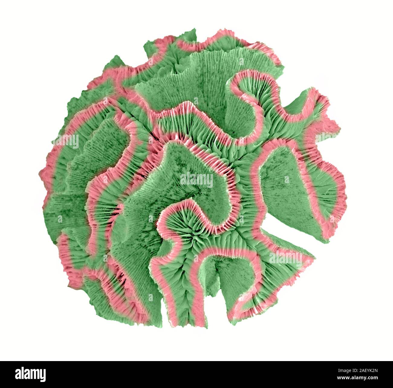 coral isolated on white background Stock Photo - Alamy