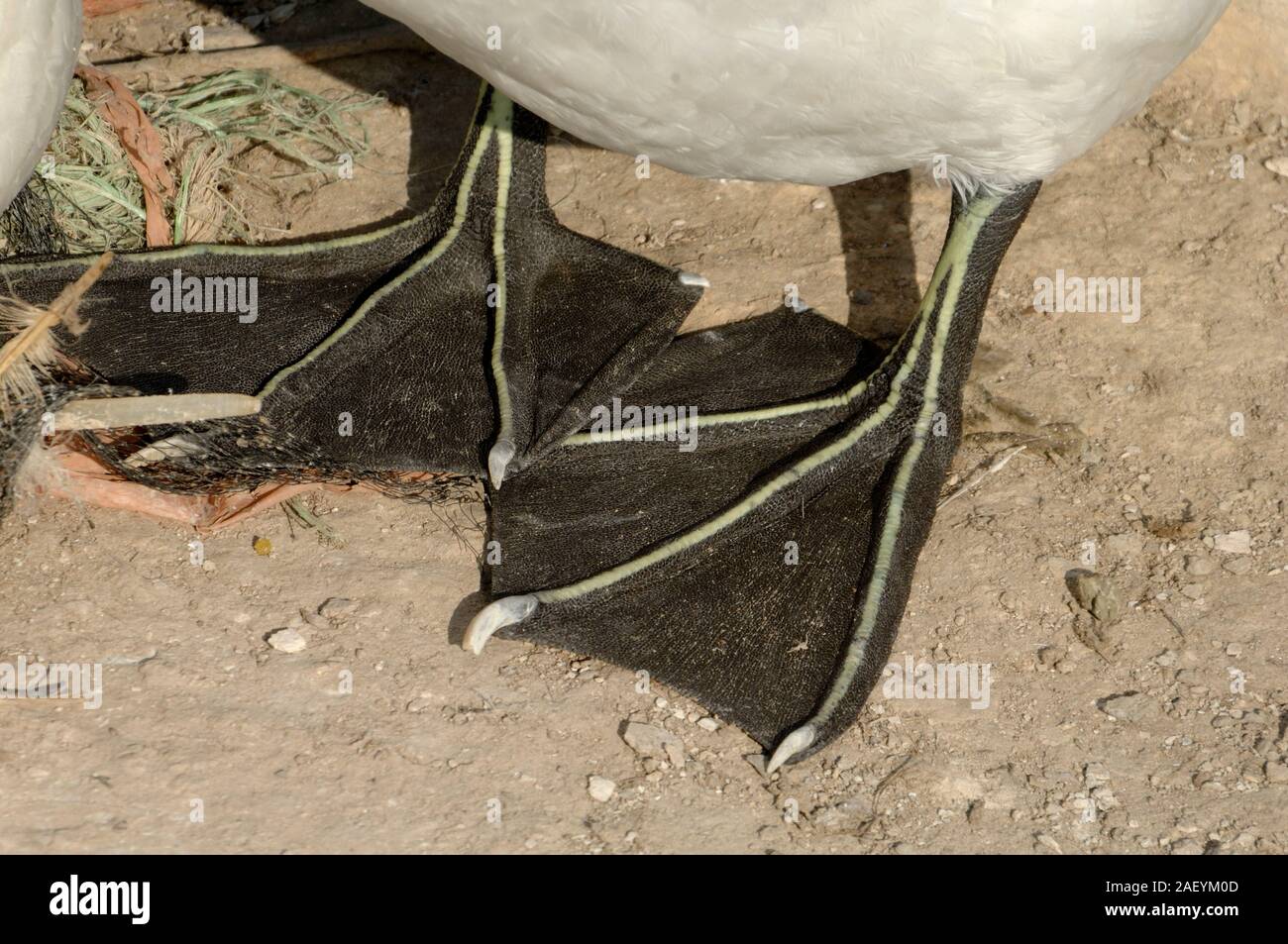 Webbed bird feet hi-res stock photography and images - Alamy
