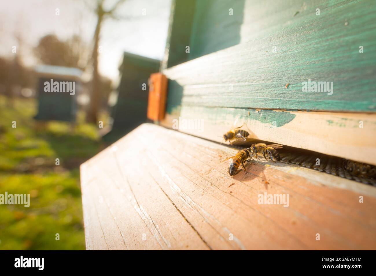 Bees setting off from the hive Stock Photo - Alamy