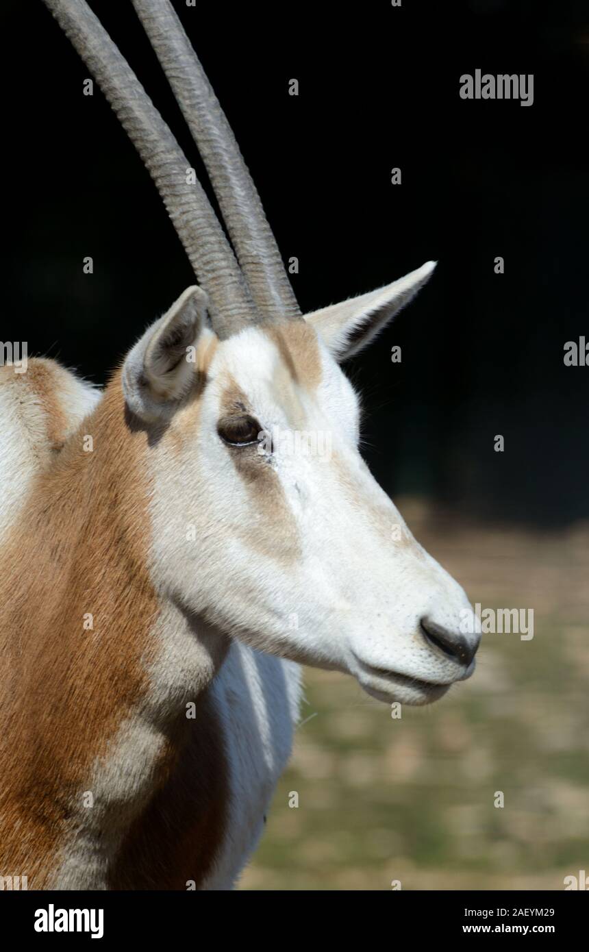 Portrait of Scimitar Oryx or Scimitar-Horned Oryx, Oryx dammah, aka ...