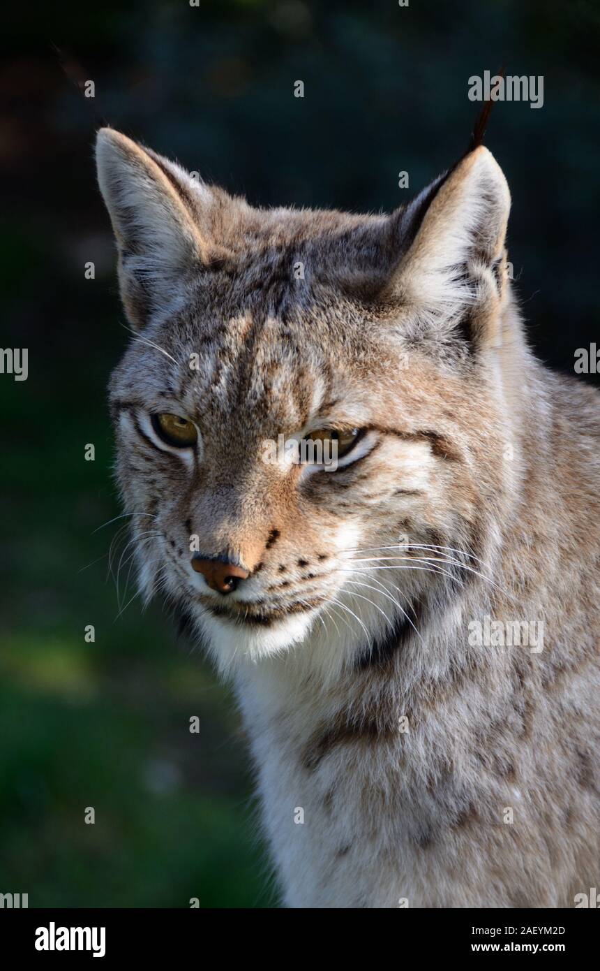 Portrait lynx lynx hi-res stock photography and images - Alamy