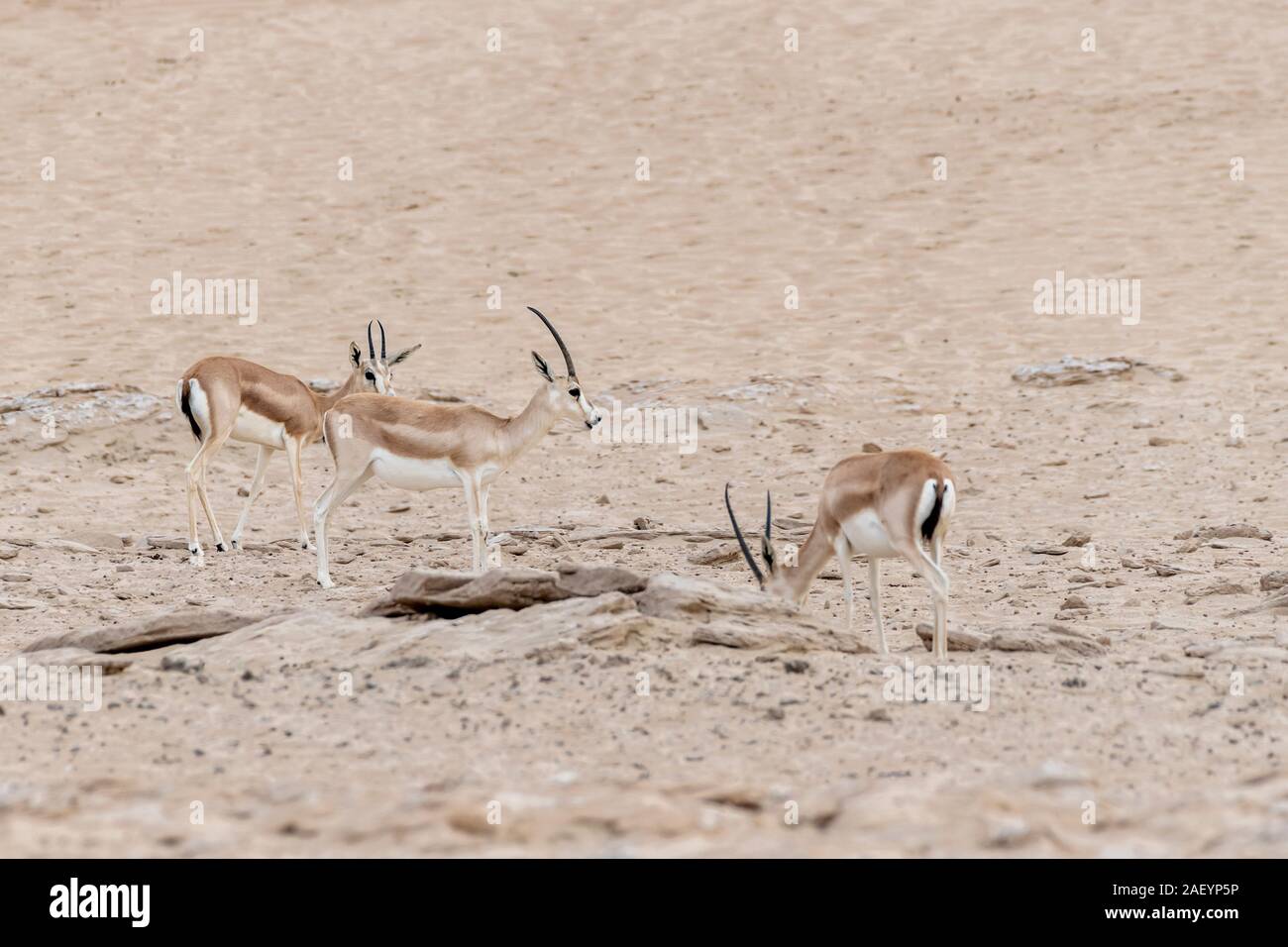 Gazelle Dubai High Resolution Stock Photography and Images - Alamy
