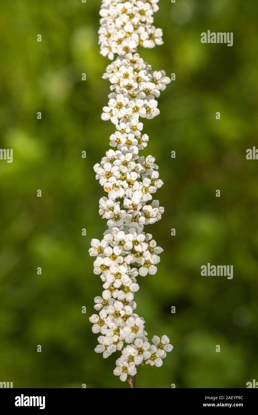Spiraea cinerea - Grefsheim - spirea flowers on green background Stock ...