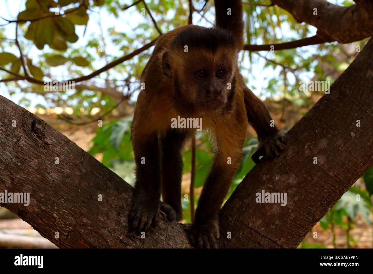 Capuchin monkey or Prego macaque on Rio Parnaiba Delta, Brazil Stock ...